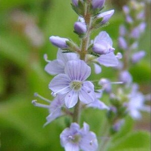 Speedwell Seeds veronica Officinalis 30 Seeds in Frozen Seed Capsules ...