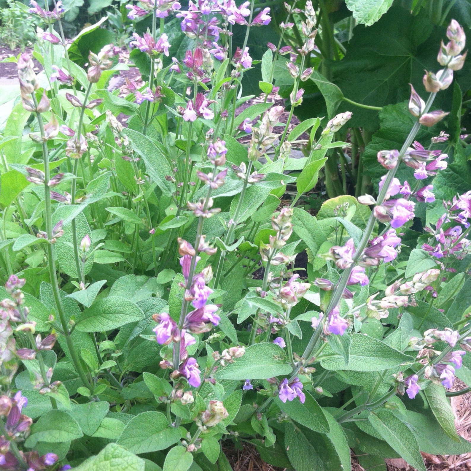 Broad Leaf Sage Seeds (salvia Officinalis) Packet of 25 Seeds - Palm ...