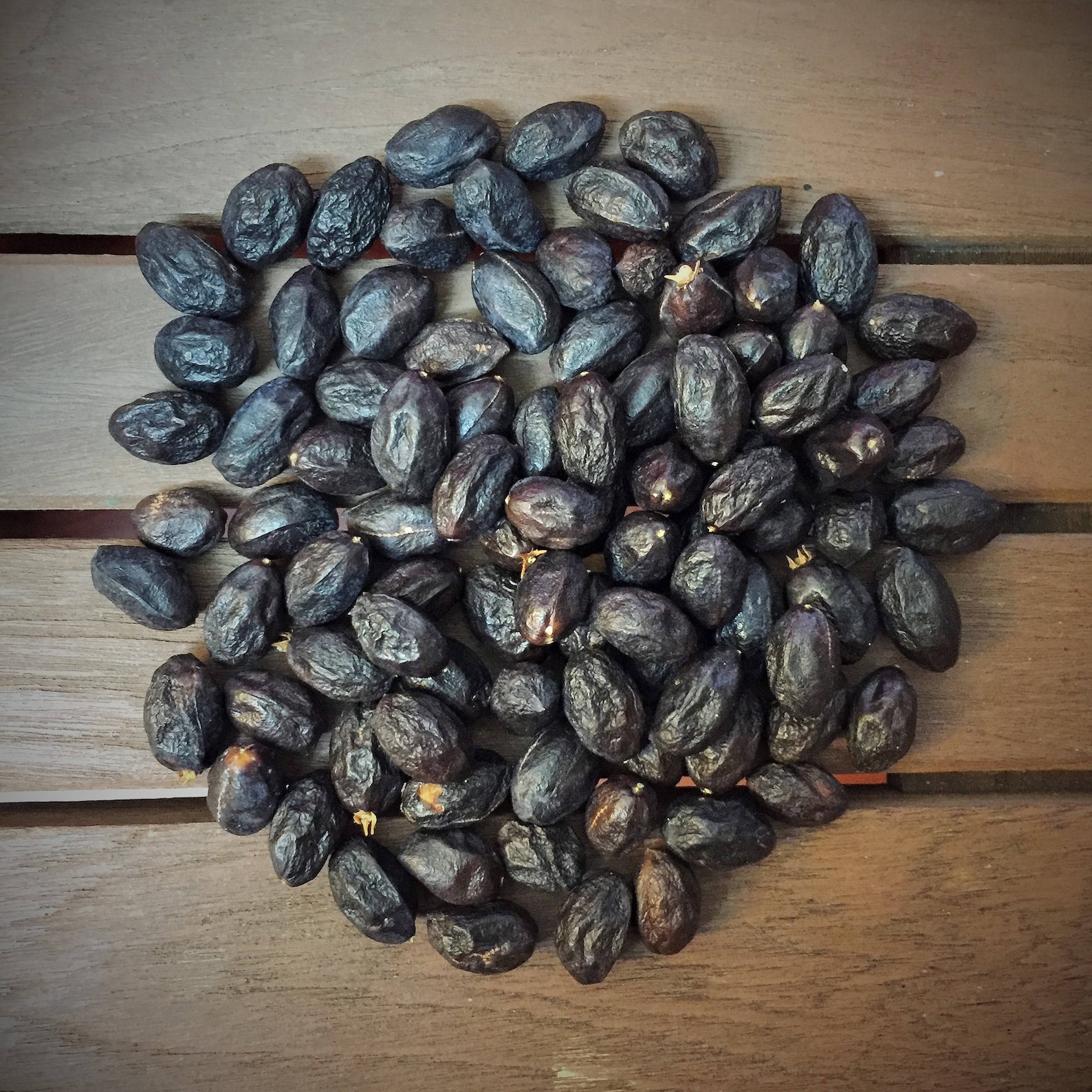 Saw Palmetto Seeds serenoa Repens Packet of 10 Seeds Palm - Etsy