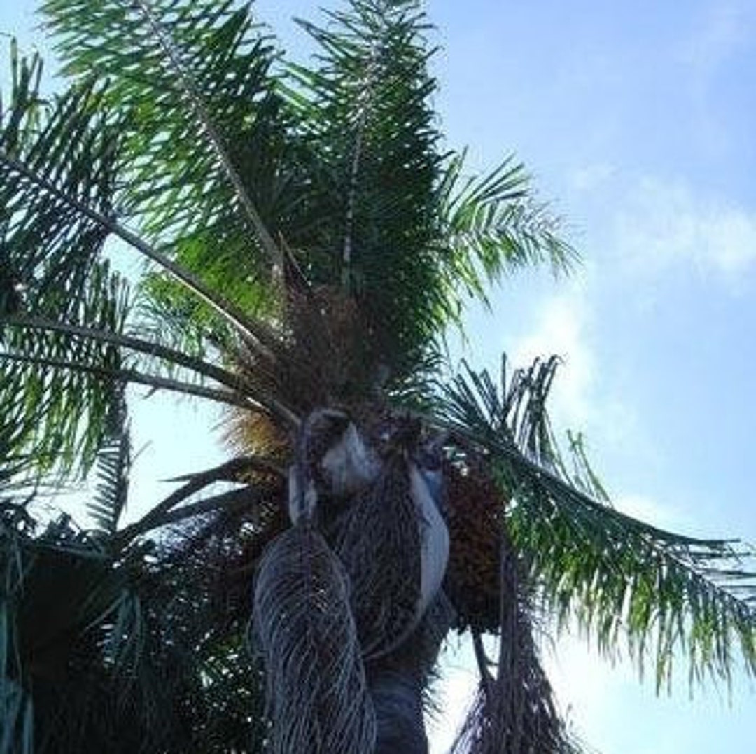 Queen Palm Seeds (syagrus Romanzoffianum) Packet of 5 Seeds - Palm ...