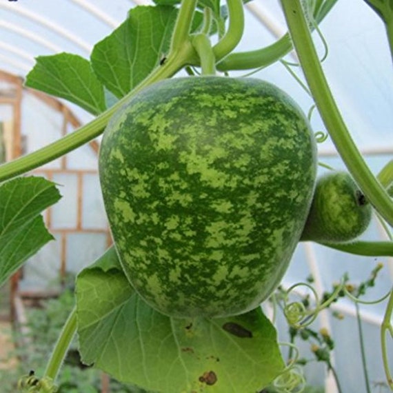 Big Apple Gourd Seeds Packet of 10 Seeds Palm Beach Seed - Etsy