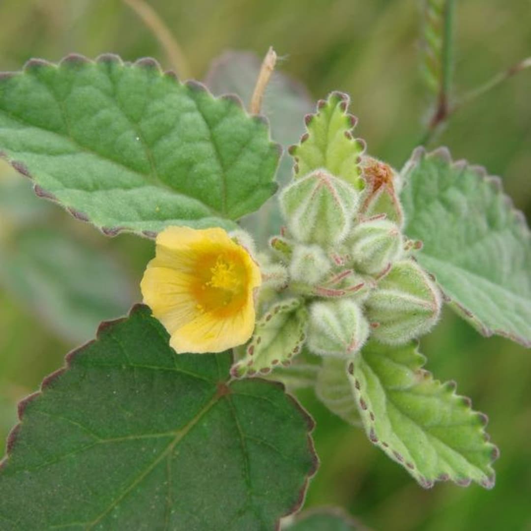 Bala Seeds (sida Cordifolia) 10+ Seeds in Frozen Seed Capsules™ for ...