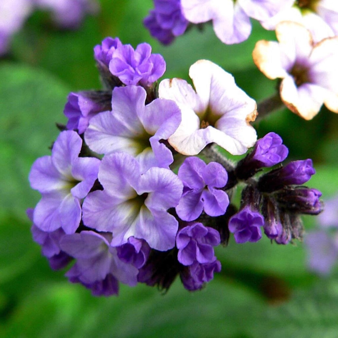 Heliotrope Seeds heliotropium Arborescens 40 Seeds in - Etsy