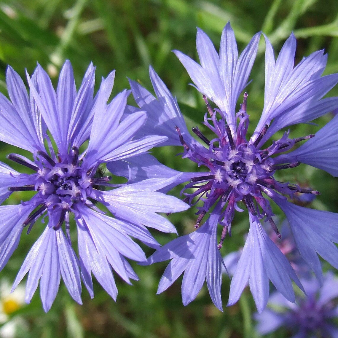 Cornflower Seeds centaurea Cyanus Packet of 50 Seeds Palm - Etsy