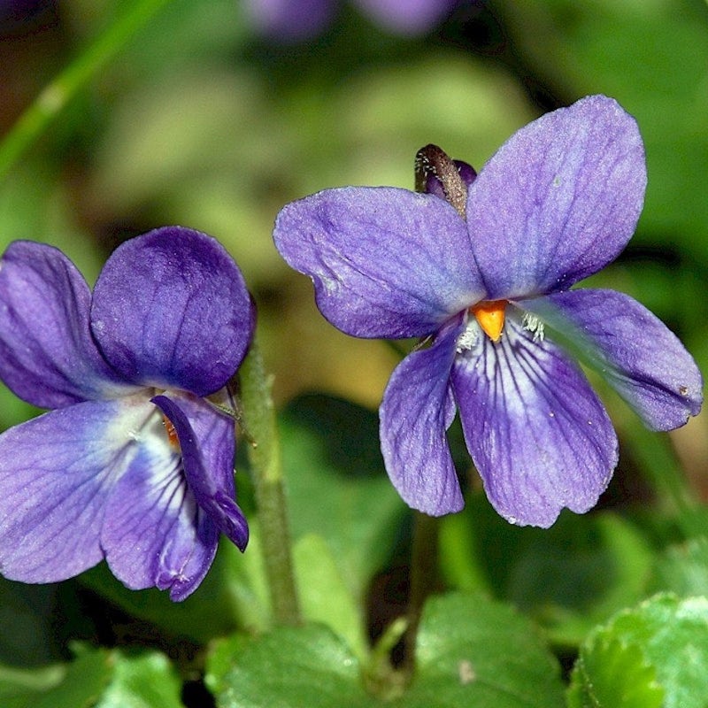 Wild Violet Seeds - Etsy