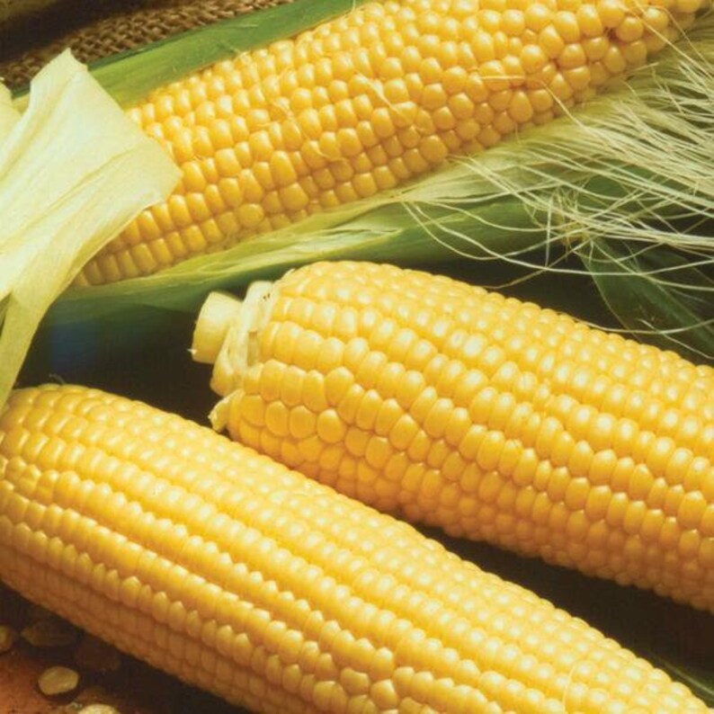 Kandy Corn Seeds - Packet of 20 Seeds - Palm Beach Seed Company - Etsy