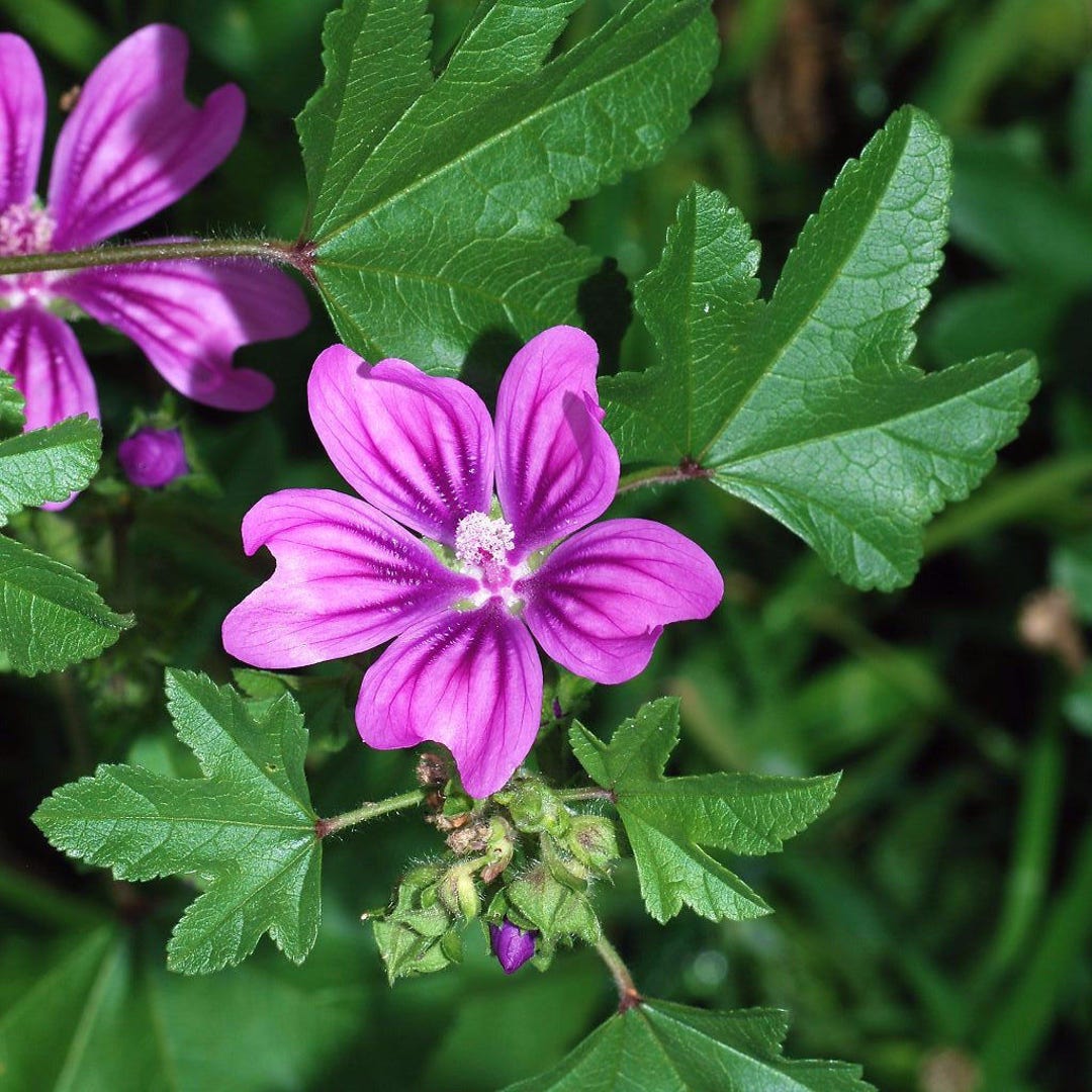 High Mallow Seeds (malva Sylvestris) 20+ Seeds in Frozen Seed Capsules ...