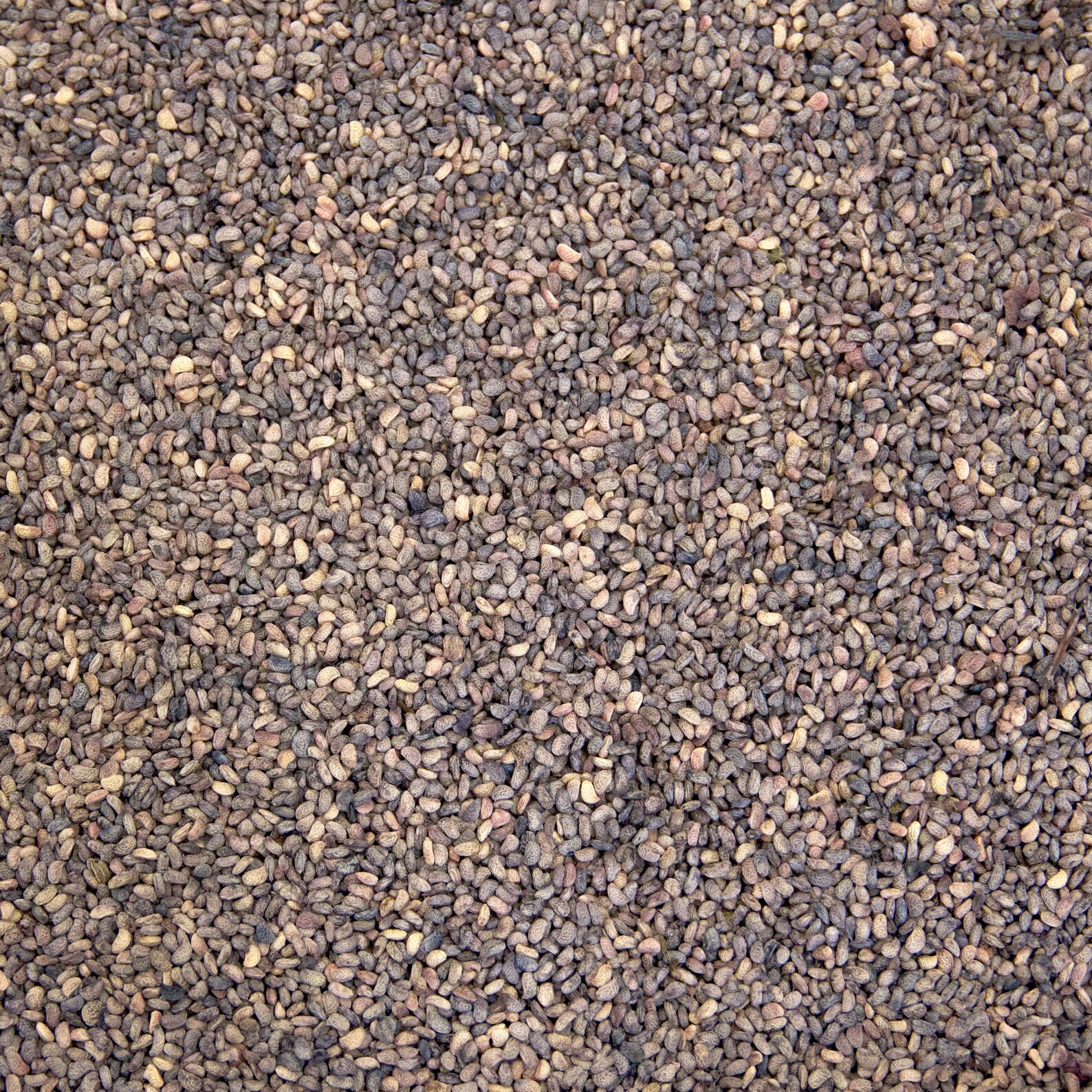 Red Raspberry Seeds (rubus Idaeus) Packet of 50 seeds - Palm Beach Seed ...