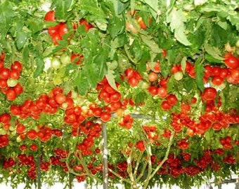 Italian Tree Tomato Seeds - Etsy