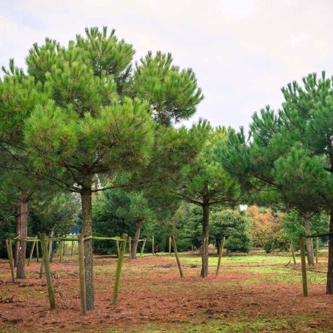 Pine Nut Tree Seeds (pinus Pinea) Packet of 2 Seeds - Palm Beach Seed ...