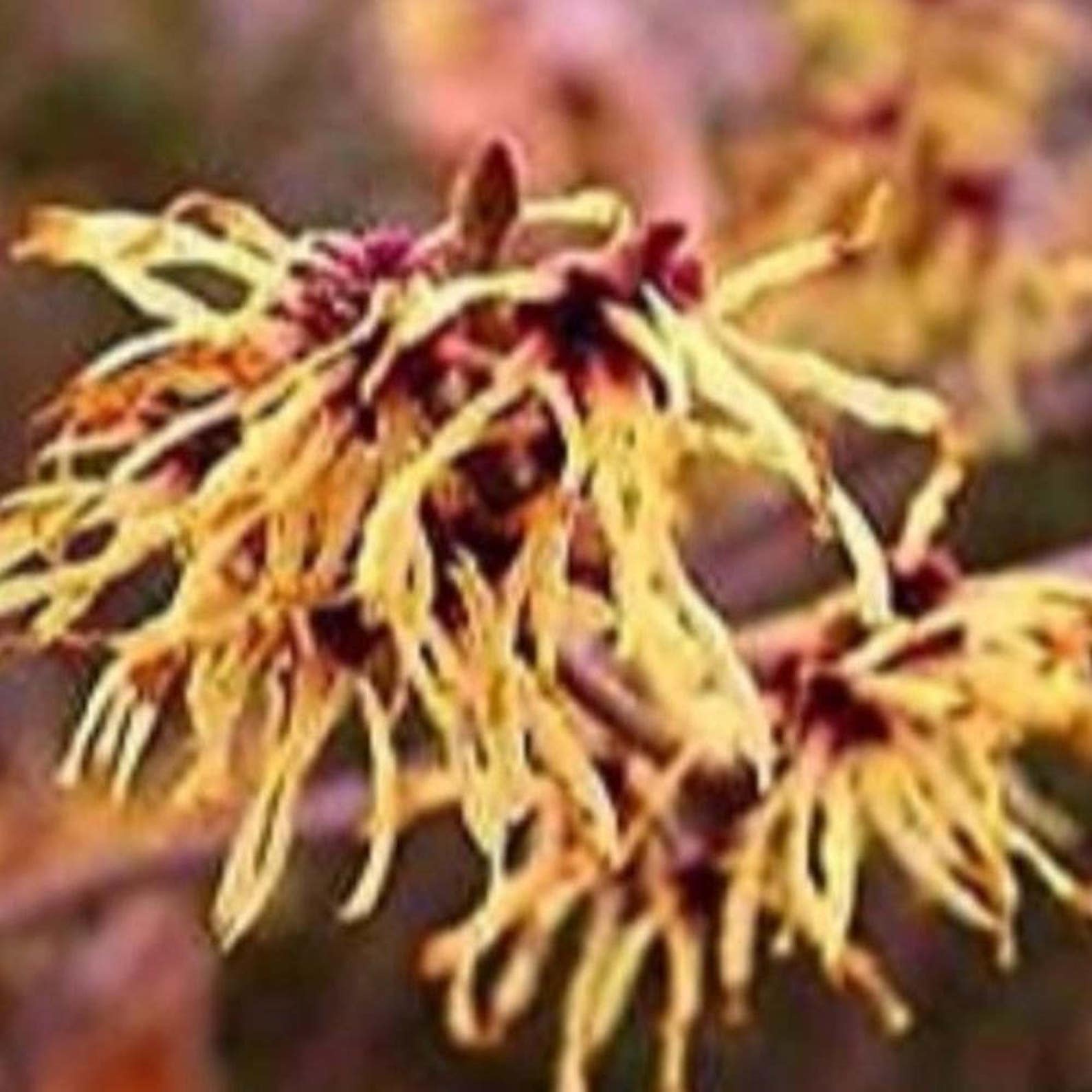 Witch Hazel Seeds Hamamelis virginiana Packet of 10 Seeds | Etsy