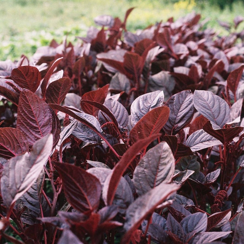 Hopi Red Dye Amaranth Seeds amaranthus Cruentus X A. - Etsy