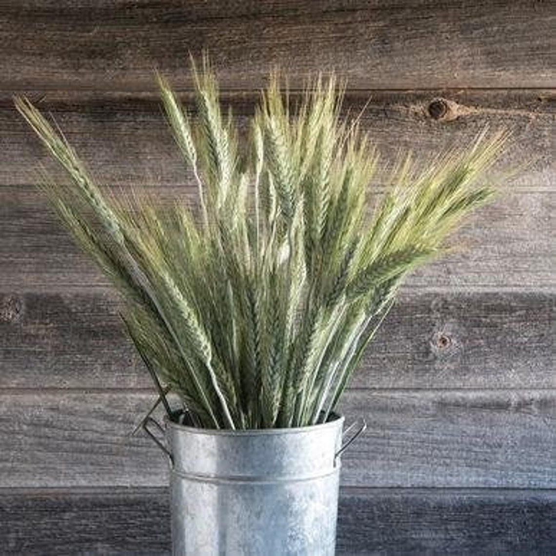 Silver Tip Ornamental Grass Seeds triticosecale Spp. Packet - Etsy
