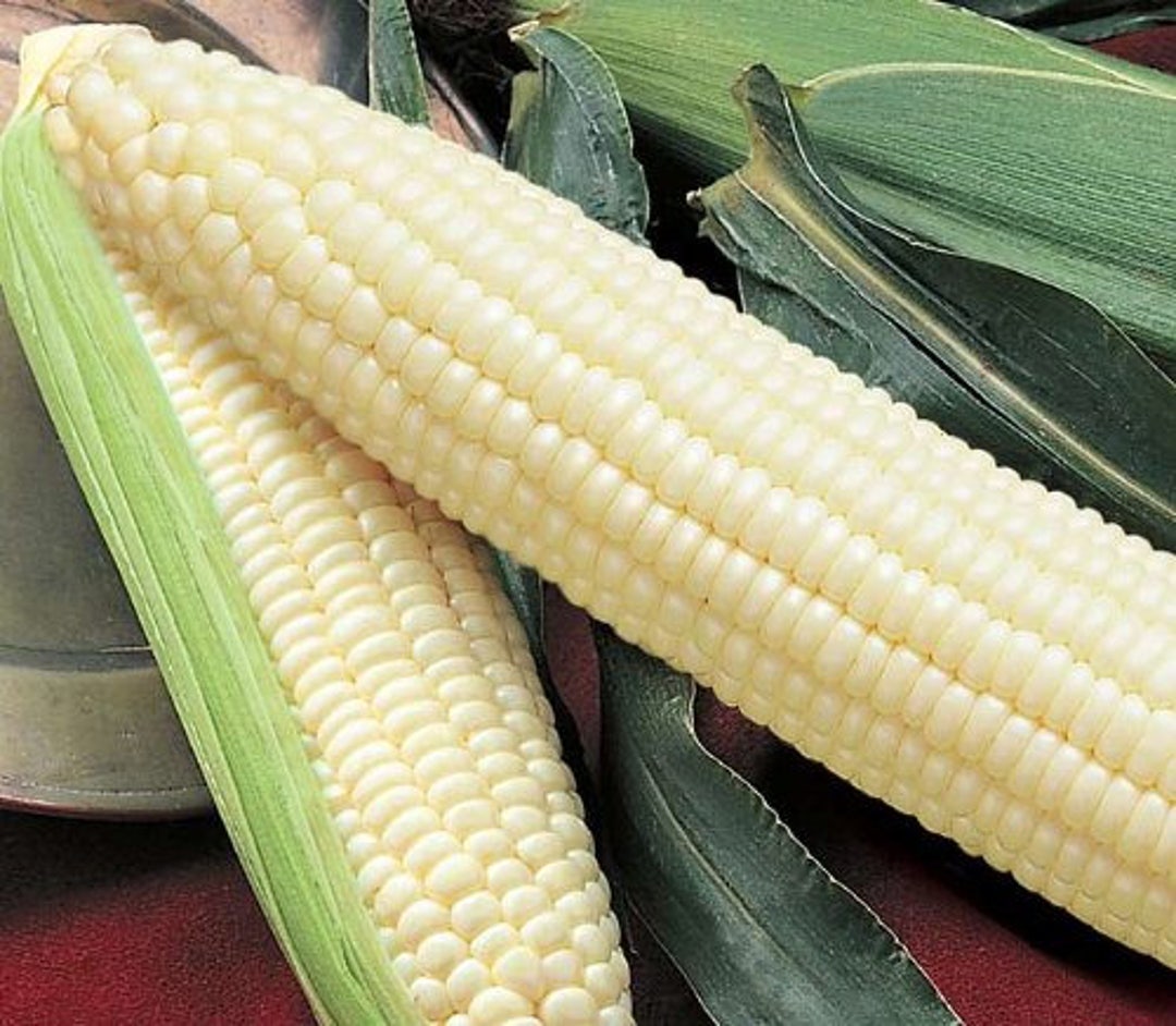 Silver Queen Corn Seeds - Packet of 50 Seeds - Palm Beach Seed Company ...