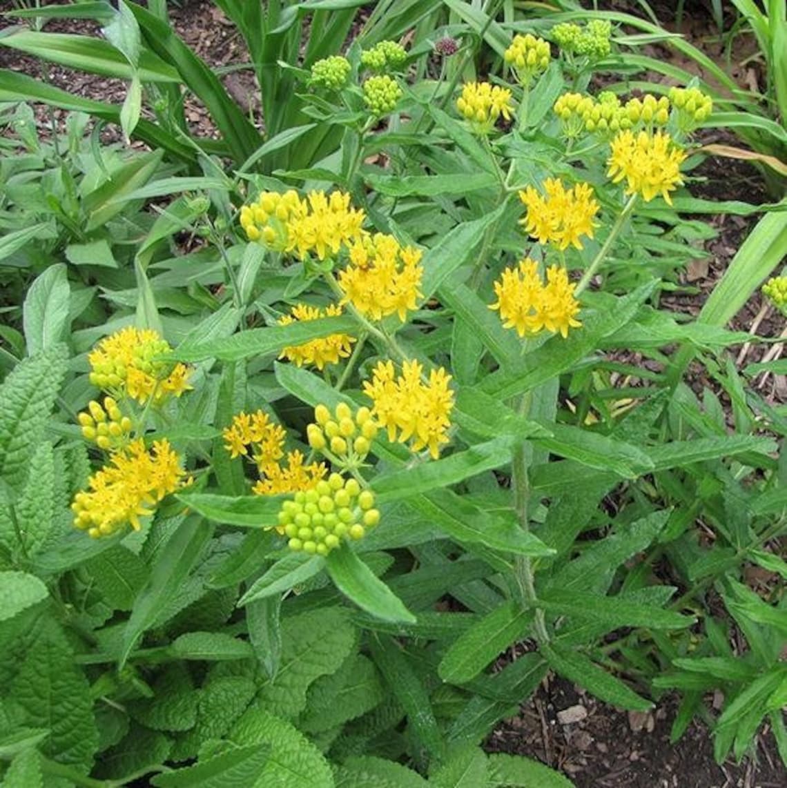 Yellow Milkweed Seeds (asclepias Tuberosa) Packet of 40 Seeds - Palm ...
