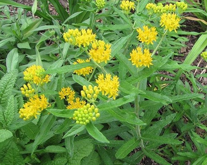 Yellow Milkweed Seeds asclepias Tuberosa Packet of 40 Seeds | Etsy