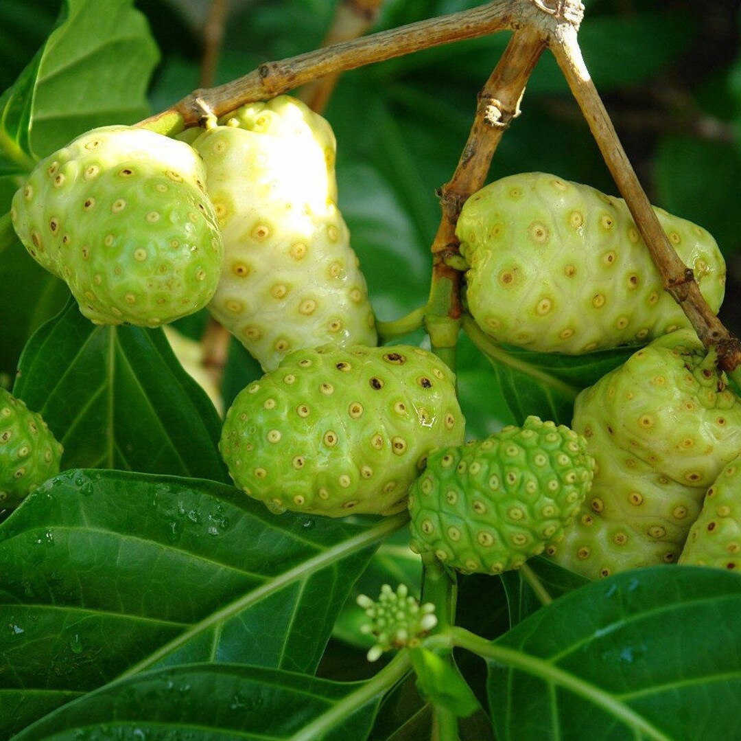 Noni Tree Seeds morinda Citrifolia Packet of 30 Seeds Palm - Etsy
