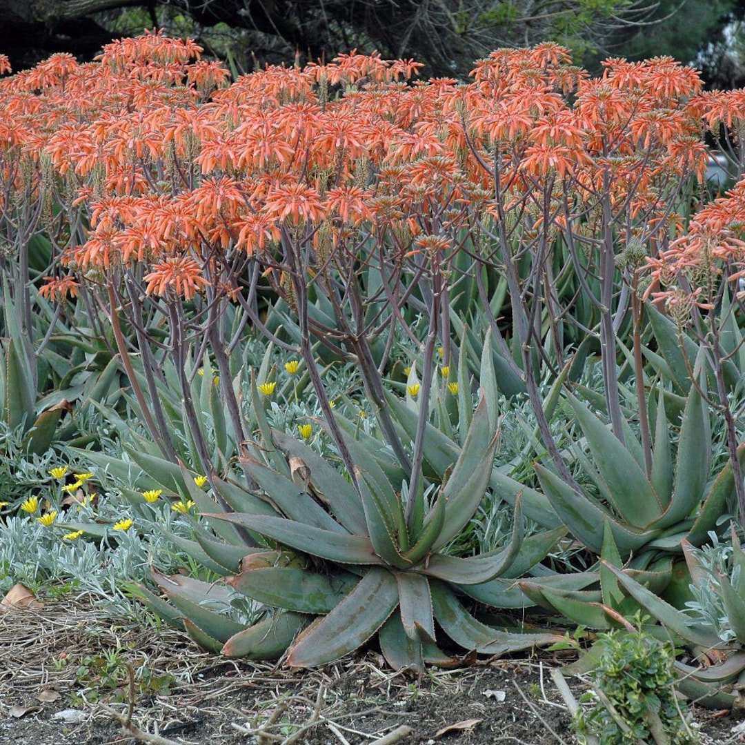 Coral Aloe Seeds (aloe Striata) 10+ Seeds in Frozen Seed Capsules™ for ...