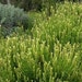 Yellow Lavender Seeds (lavandula Viridis) Packet of 10 Seeds - Palm ...
