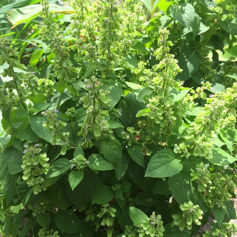 Peruvian Basil Seeds ocimum Micranthum Packet of 100 Seeds | Etsy