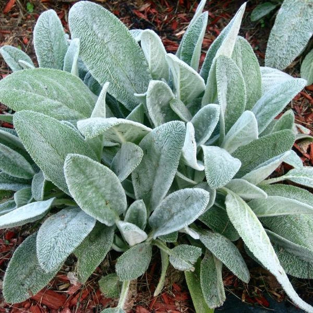 Woolly Lamb's Ear Seeds (stachys Byzantina) Packet of 40 Seeds - Palm ...