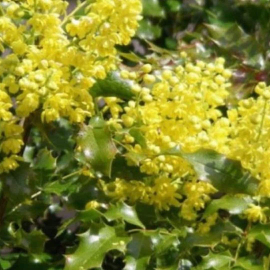 Tall Oregon Grape Seeds (mahonia Aquifolium) Packet of 10 Seeds - Palm ...