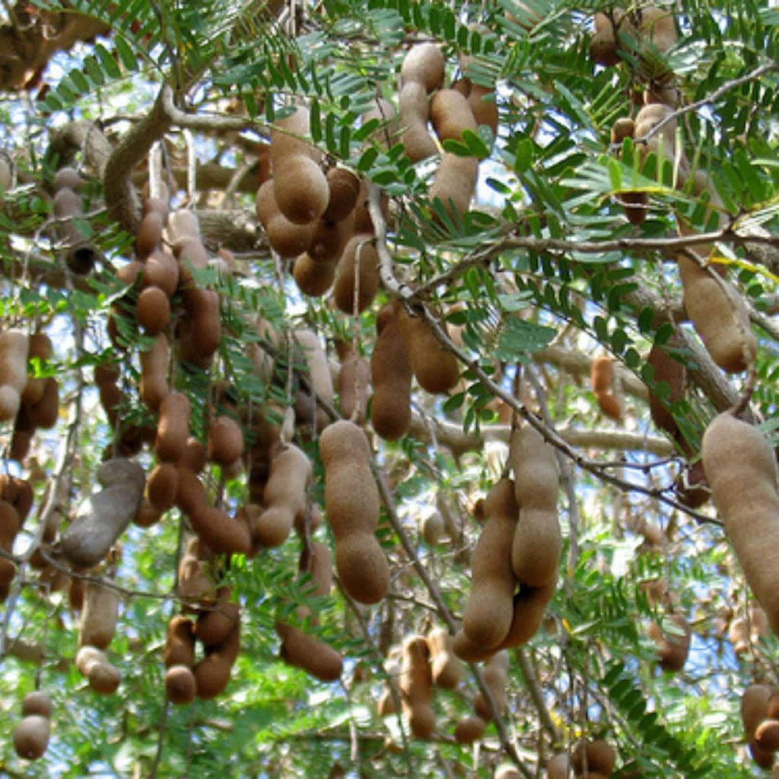 Tamarind Seeds tamarindus Indica 5seeds in Frozen Seed Capsules™ for ...
