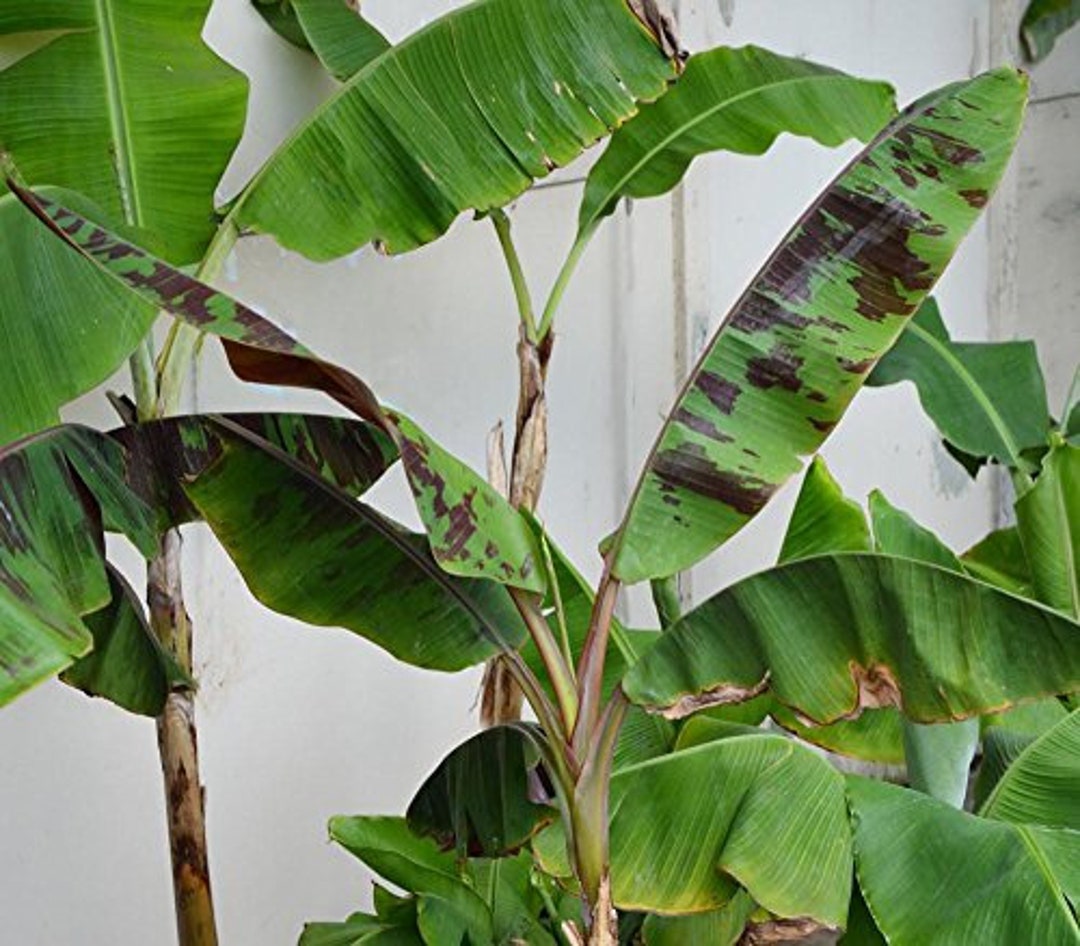 Blood Banana Seeds (musa Zebrina) Packet of 3 Seeds - Palm Beach Seed ...