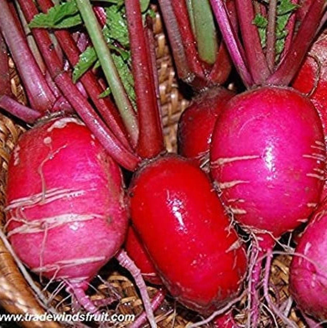 Chinese Rose Winter Radish Seeds - 100+ Rare Seeds in Frozen Seed ...