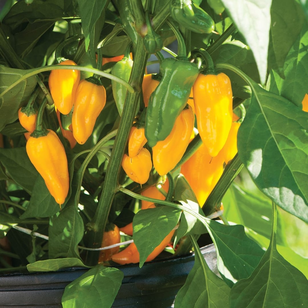 Golden Ghost Pepper Seeds (capsicum Chinense) Packet of 10 Seeds - Palm ...