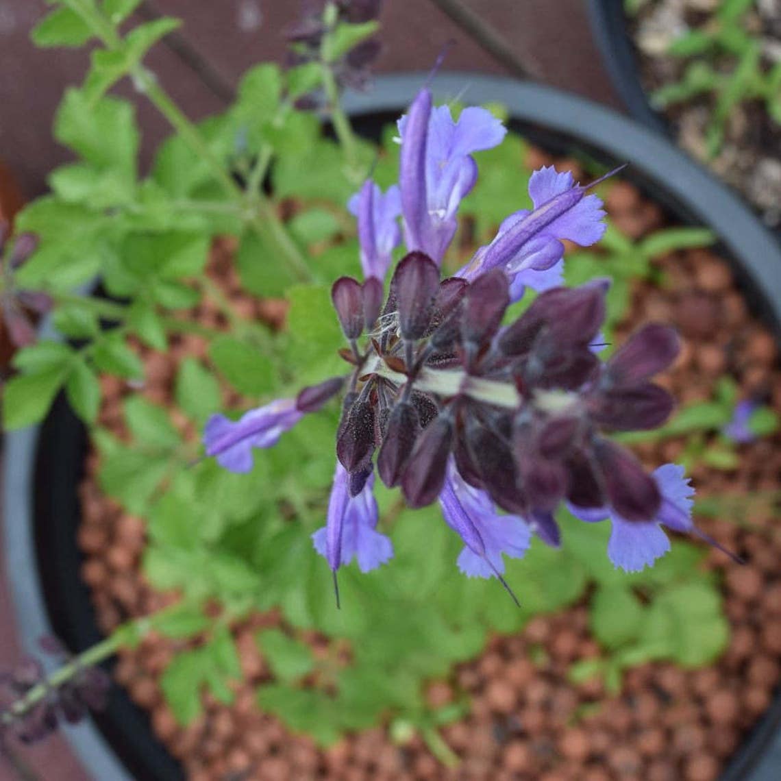 Red Sage Seeds (salvia Miltiorrhiza) Packet of 30 Seeds - Palm Beach ...