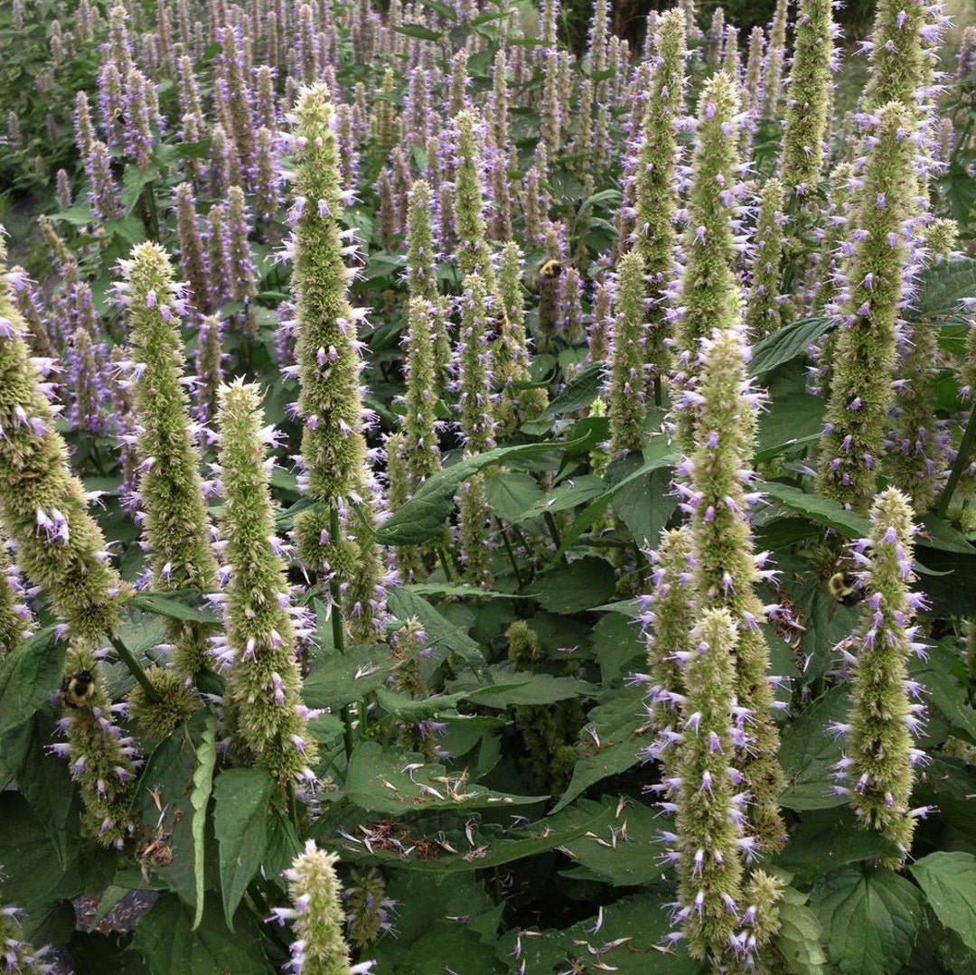 Purple Giant Hyssop Seeds (agastache Scrophulariifolia) Packet of 30 ...