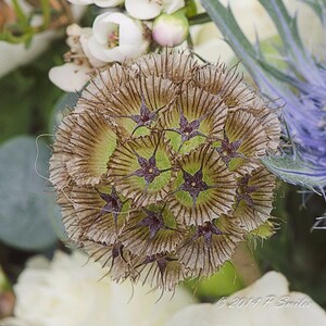 Paper Moon Starflower Seeds (scabiosa Stellata) Packet of 40 Seeds ...