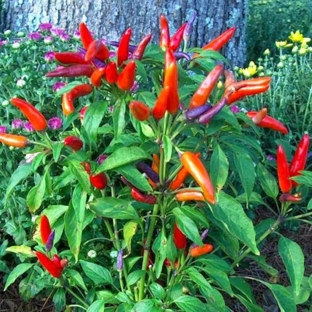 African Bird Pepper Seeds (capsicum Frutescens) Packet of 20 Seeds ...