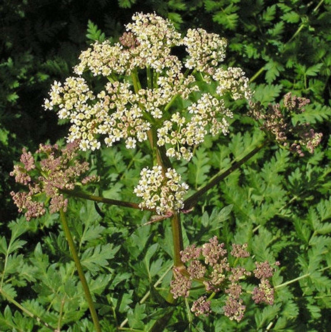 Osha Seeds (ligusticum Porteri) Packet of 10 Seeds - Palm Beach Seed ...