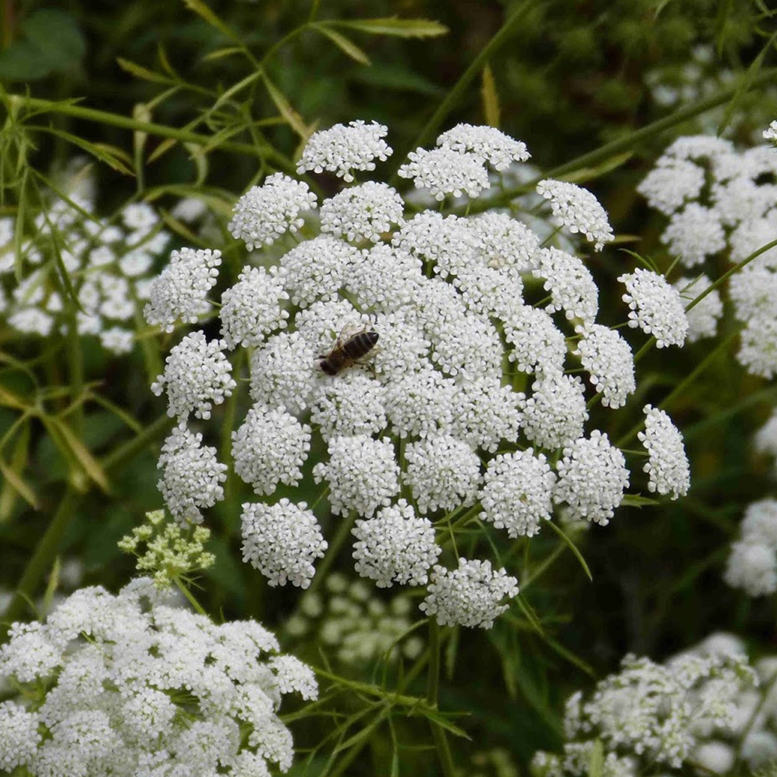 Anise Seeds (pimpinella Anisum) Packet of 50 Seeds - Palm Beach Seed ...