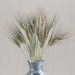 Black Tip Wheat Ornamental Grass Seeds (triticum Durum) 30+seeds in ...