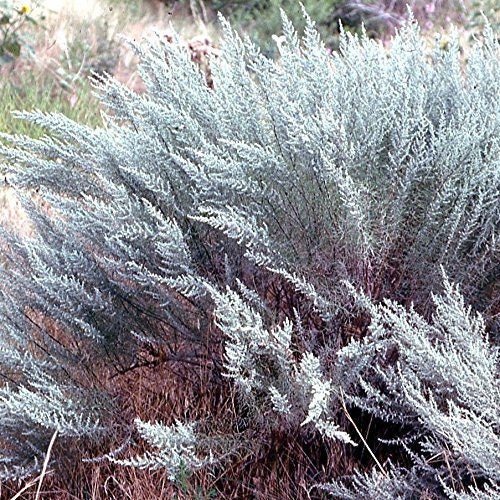 Big Sagebrush Seeds (artemisia Tridentata) 100+ Seeds in Frozen Seed ...