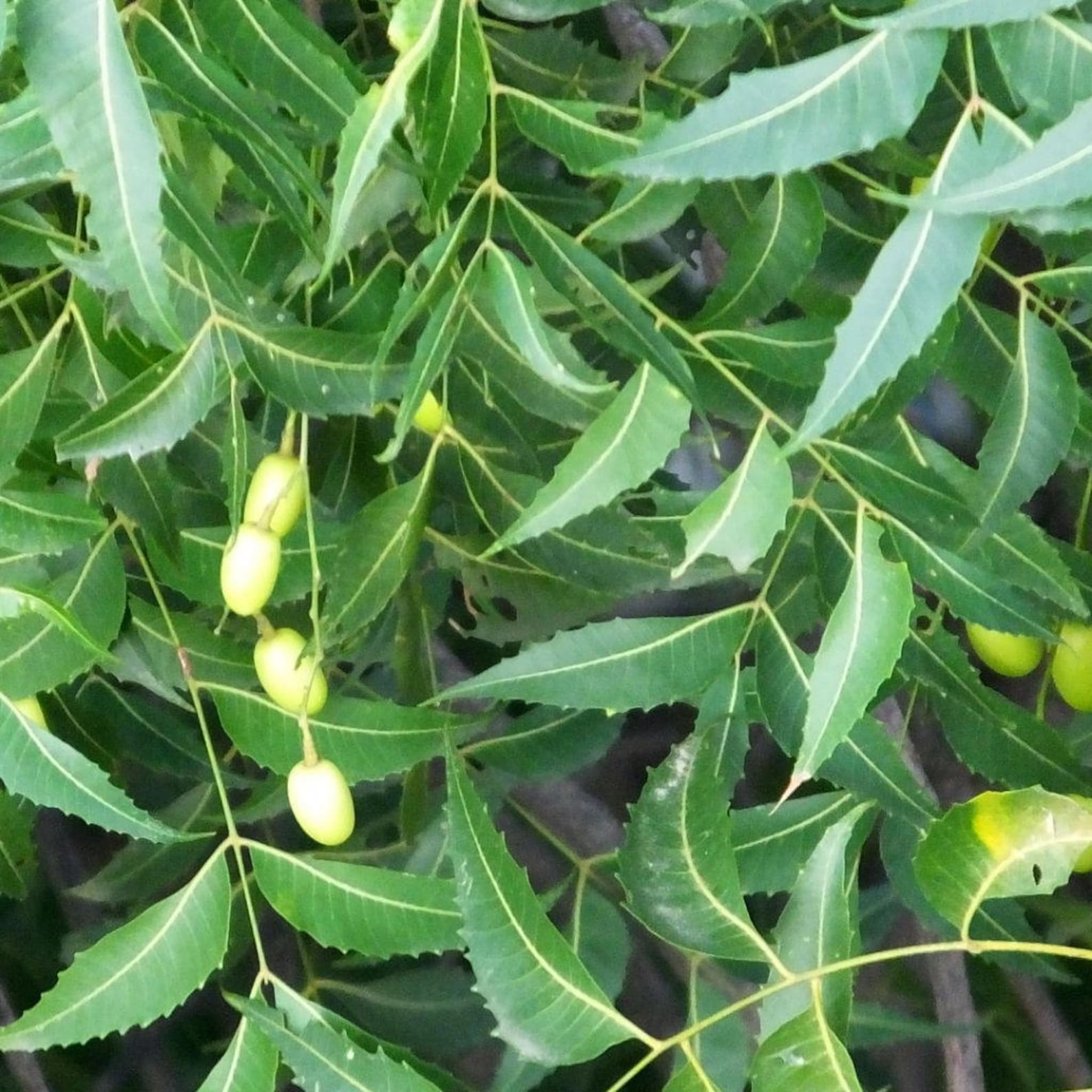 Neem Tree Seeds (azadirachta Indica) 3+ seeds in Frozen Seed Capsules ...