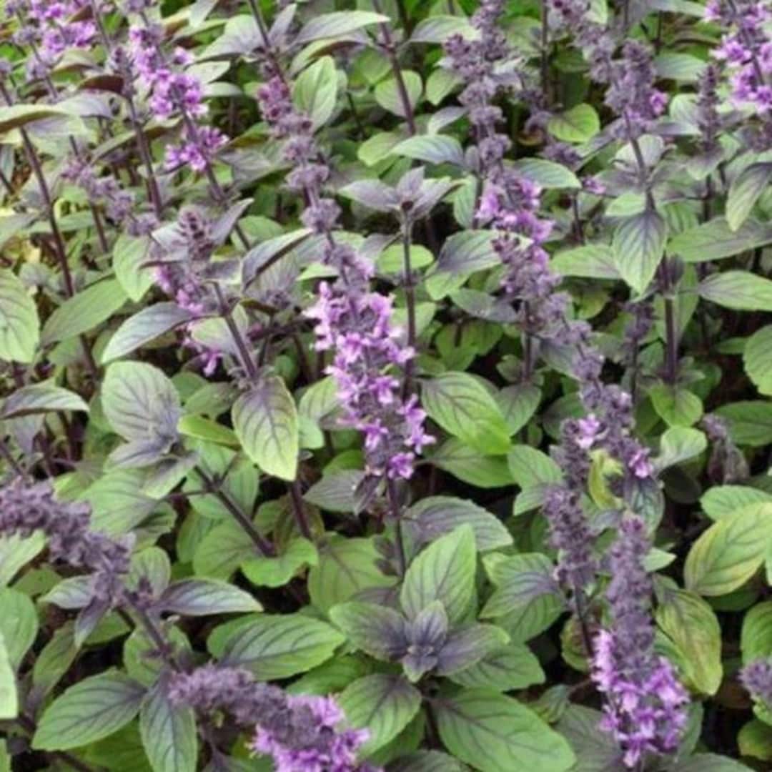 Blue Spice Basil Seeds (ocimum Americanum) Packet of 100 Seeds - Palm ...