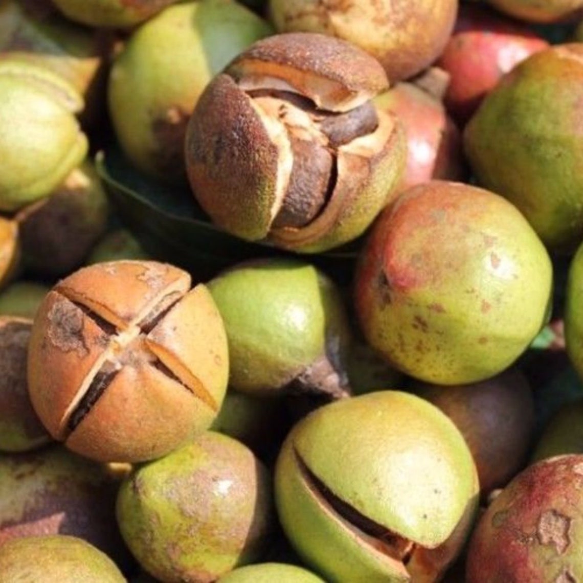 Tea Plant Seeds camellia Sinensis Packet of 3 Seeds Palm - Etsy