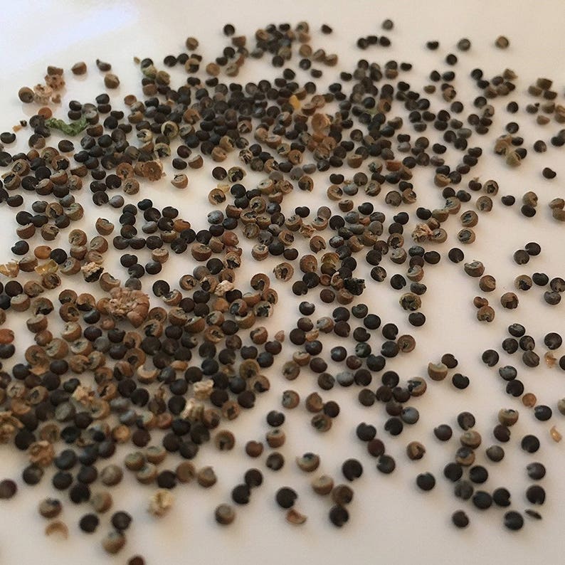 Common Mallow Seeds malva Sylvestris 25 Seeds in Frozen - Etsy