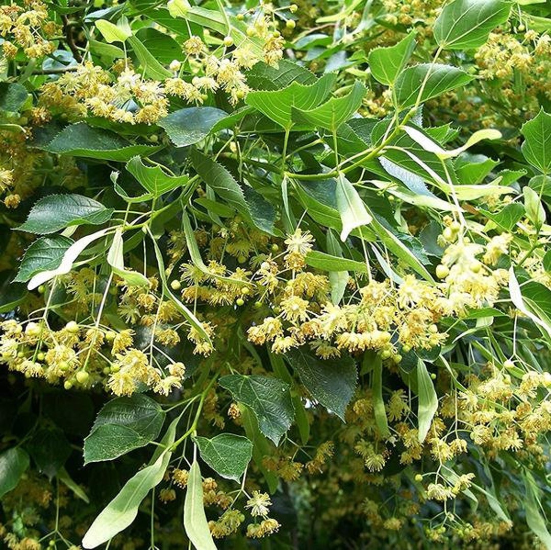 American Linden Tree Seeds (tilia Americana) 2+ Seeds in Frozen Seed ...