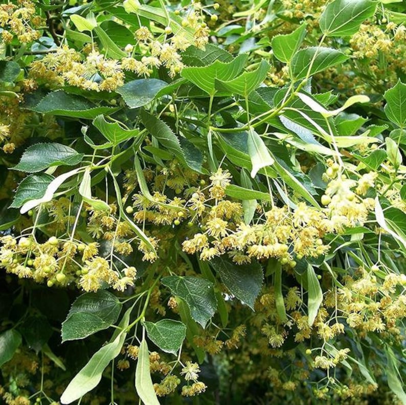 American Linden Tree Seeds Tilia Americana 2 Seeds In Etsy