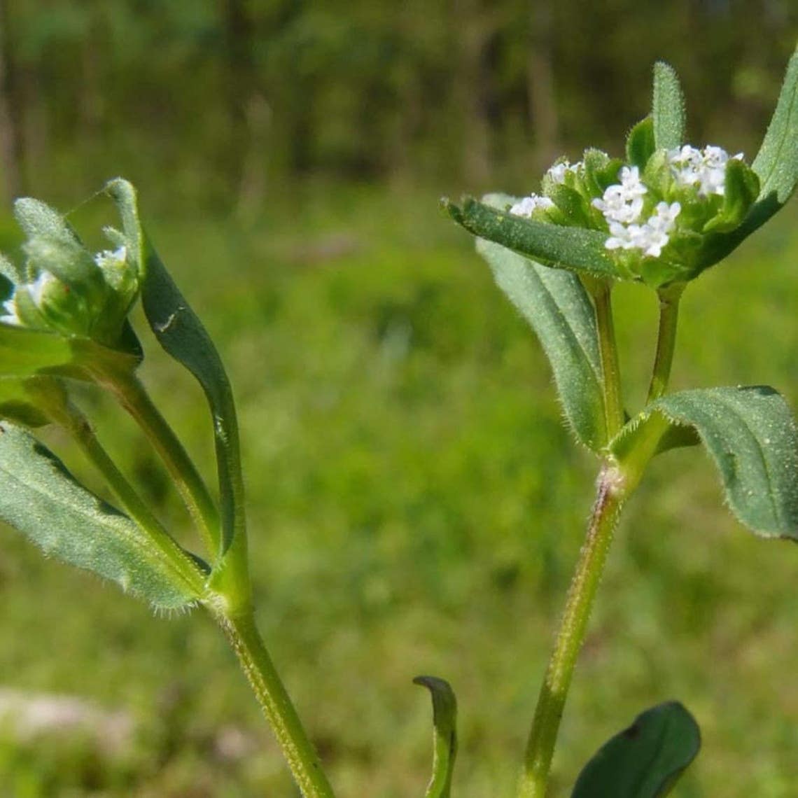 Mache Seeds valerianella Locusta Packet of 20 Seeds Palm - Etsy