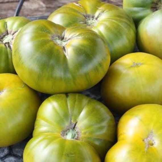 Emerald Evergreen Tomato Seeds Packet of 10 Seeds Palm - Etsy