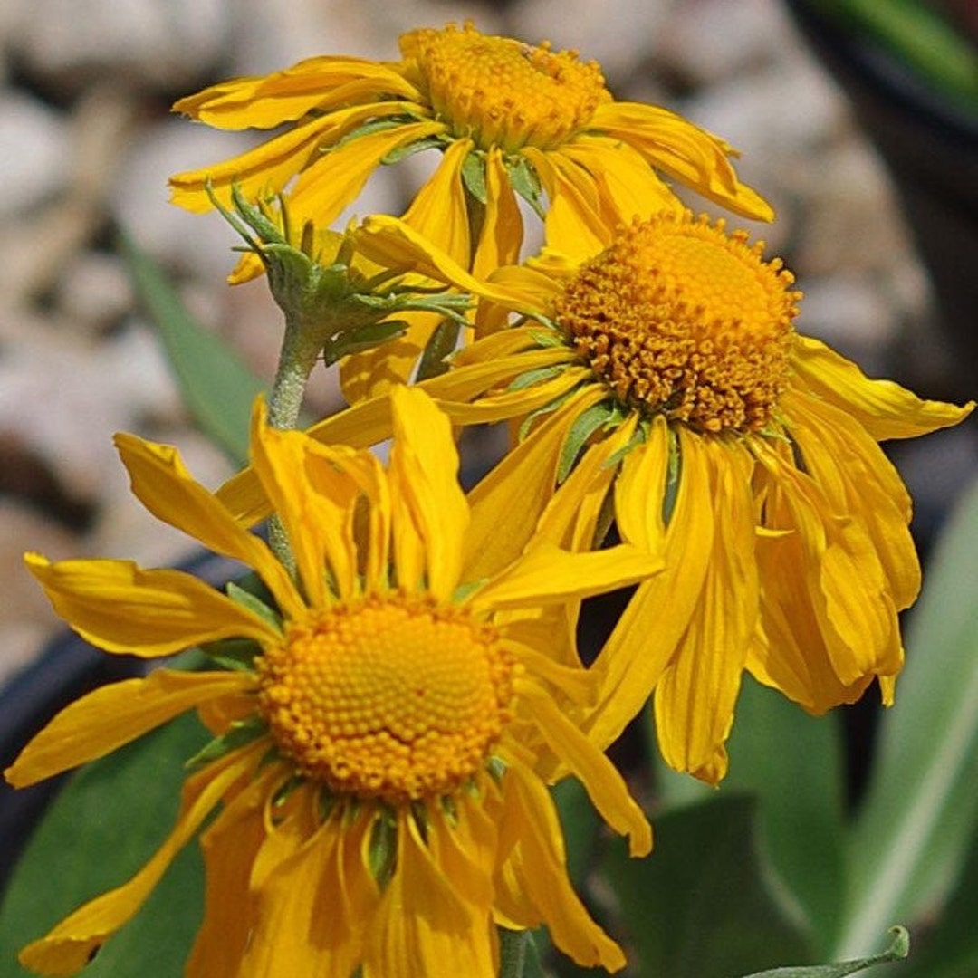 Yerba Del Lobo Seeds (helenium Hoopesii) Packet of 50 Seeds - Palm ...