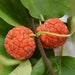 Che Tree Seeds cudrania Tricuspidata 5 Seeds in Frozen Seed Capsules ...