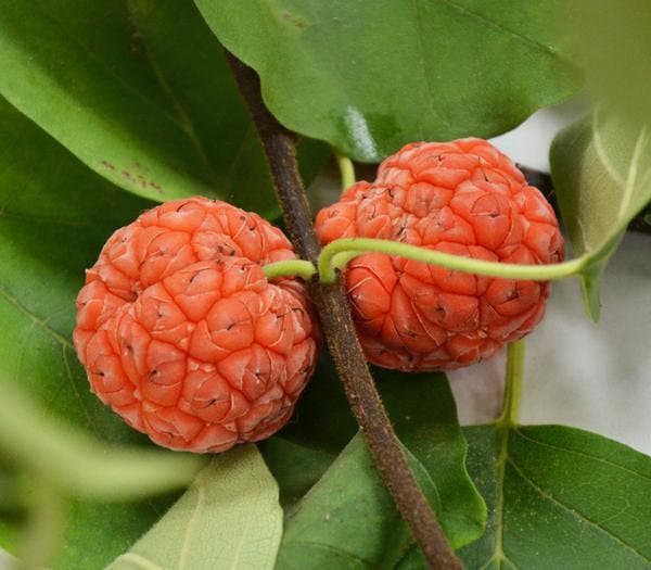 Che Tree Seeds cudrania Tricuspidata Packet of 5 Seeds - Etsy