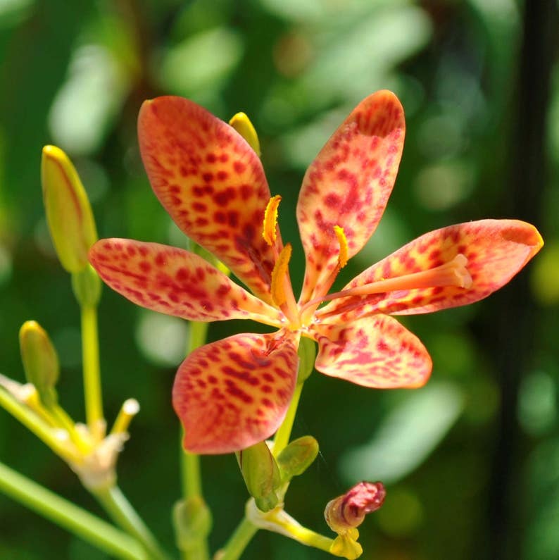 Leopard Lily Seeds (belamcanda Chinensis)packet of 20+ Seeds - Palm ...